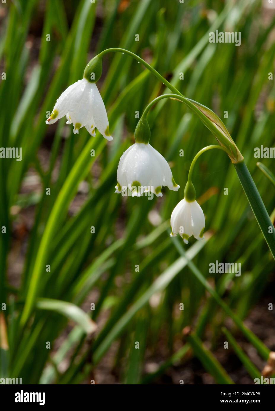 Summer snowflake aka Loddon lily (Leucojum aestivum), a wildflower ...