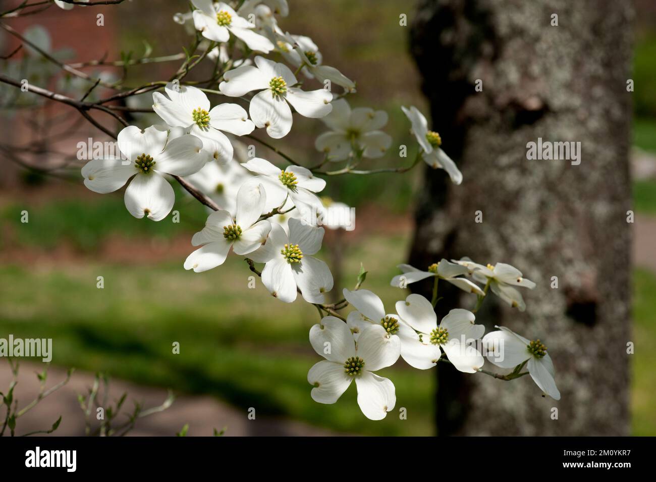 A flowering dogwood (Cornus florida) at Cheekwood Botanical Gardens in ...
