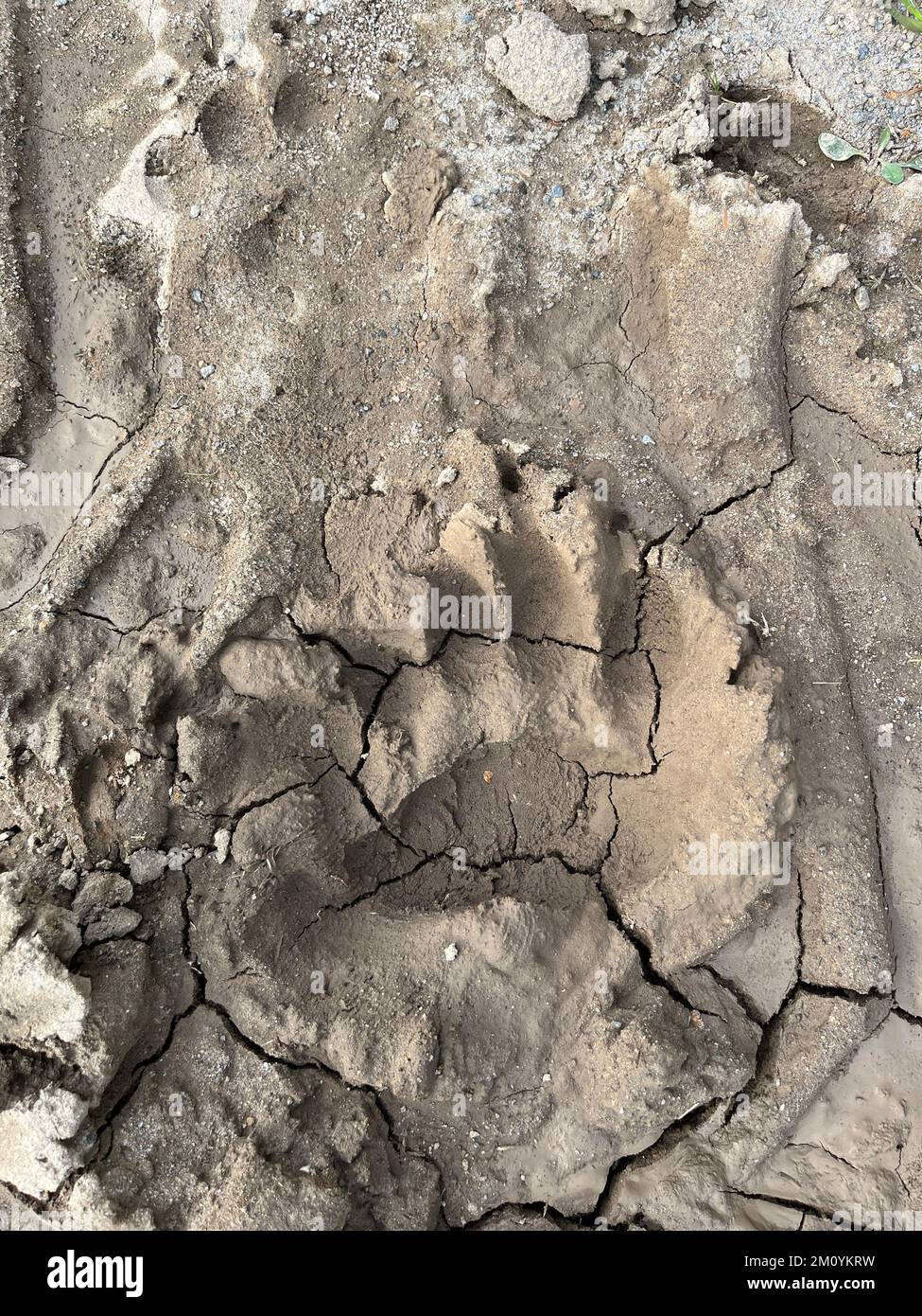 Large wild brown bear footprint in mud, Hokkaido, Japan Stock Photo - Alamy
