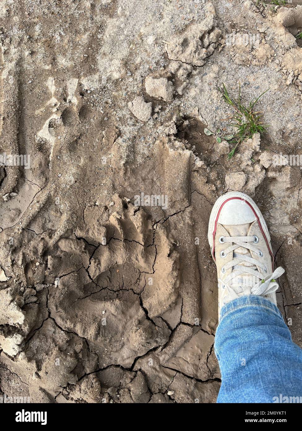 Human foot next to bear paw print Stock Photo - Alamy