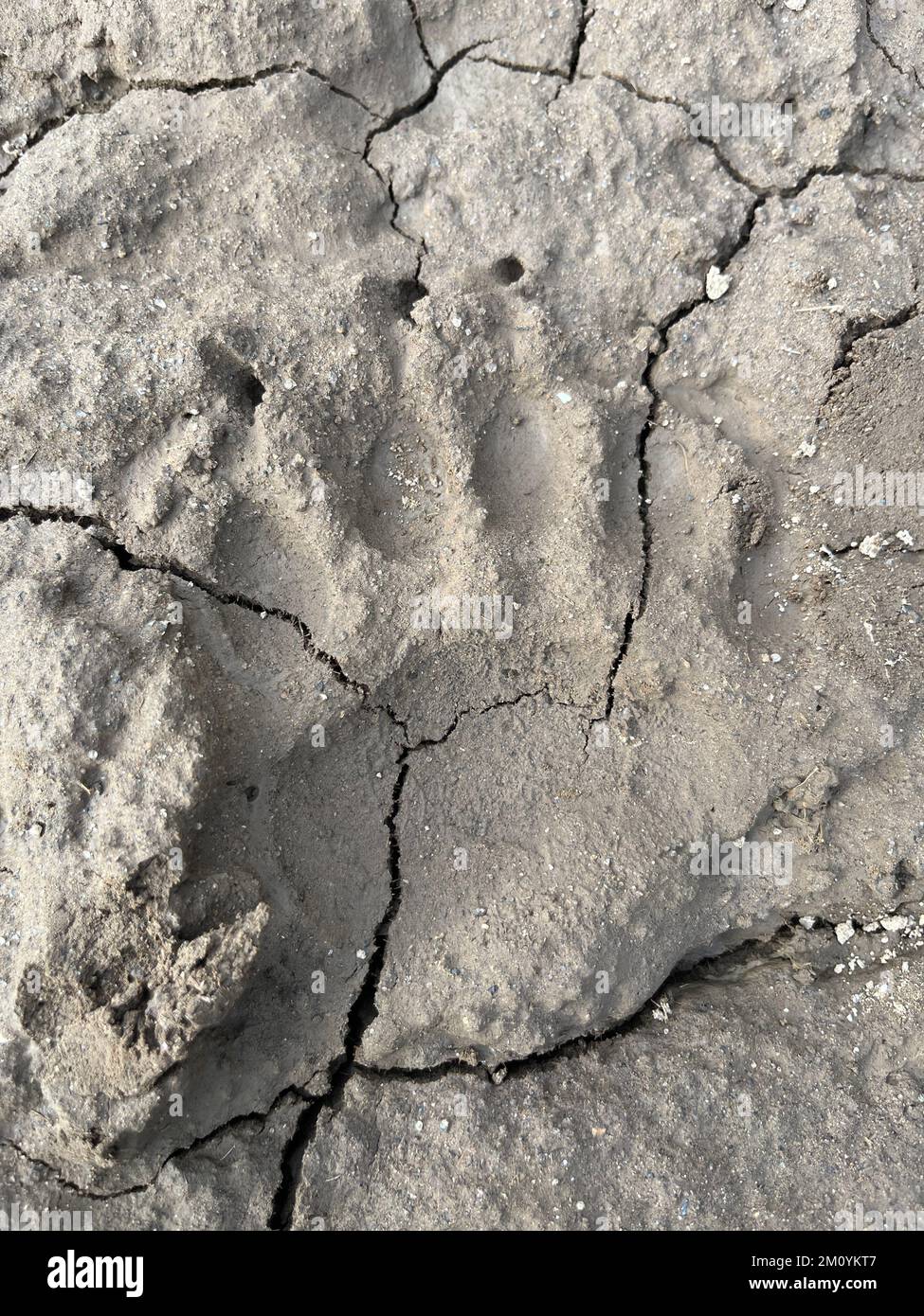 Large wild brown bear paw print in mud, Hokkaido, Japan Stock Photo - Alamy