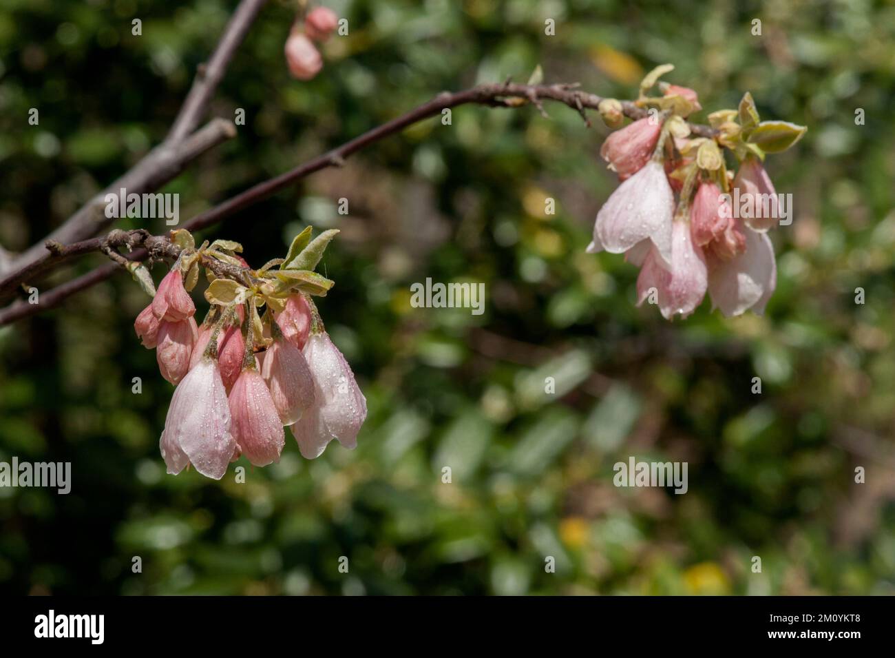 A Carolina Silverbell aka Mountain Silverbell (Halesia tetraptera) in ...