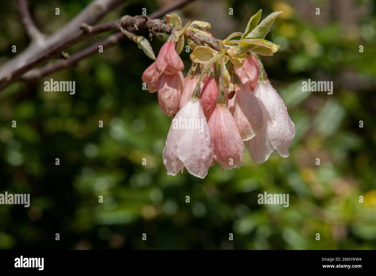 A Carolina Silverbell aka Mountain Silverbell (Halesia tetraptera) in ...