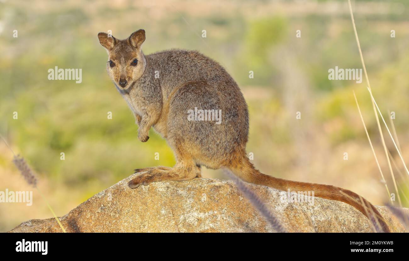 An Allied rock wallaby sitting on a granite rock at Towers Hill ...
