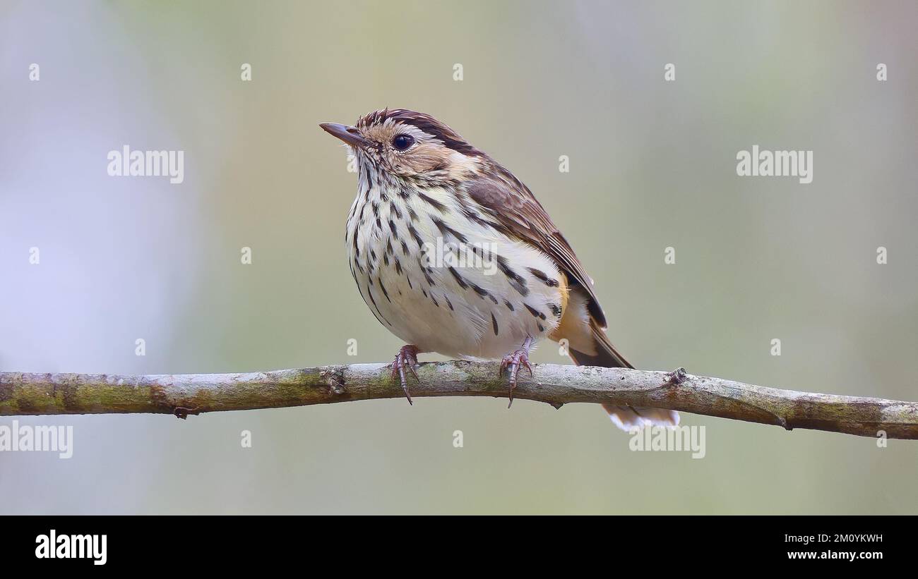 A Speckled warbler small forest bird perched on a branch at Redwood ...