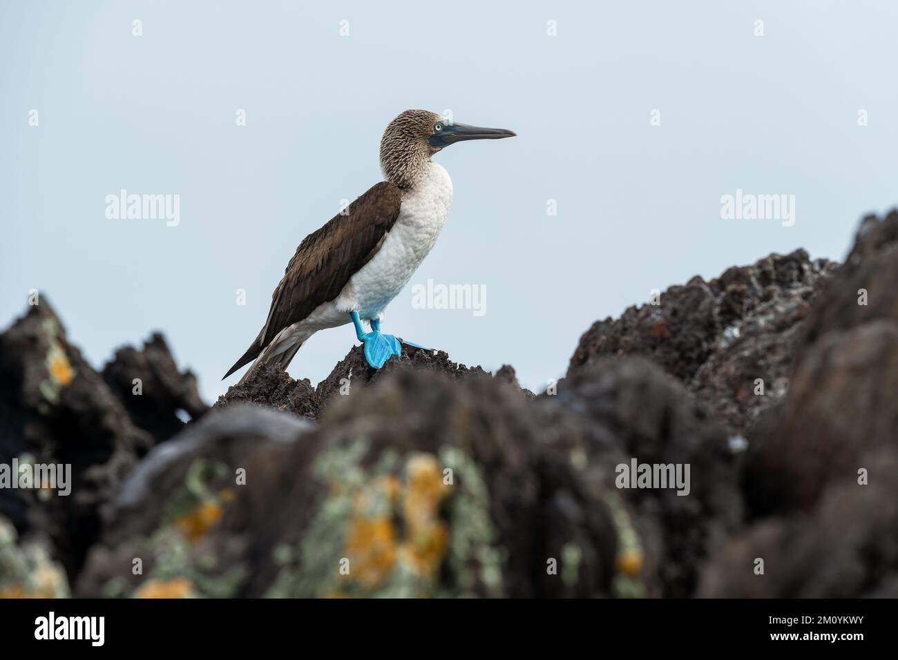 Blue footed booby (Sula nebouxii), Espanola Island, Galapagos national ...