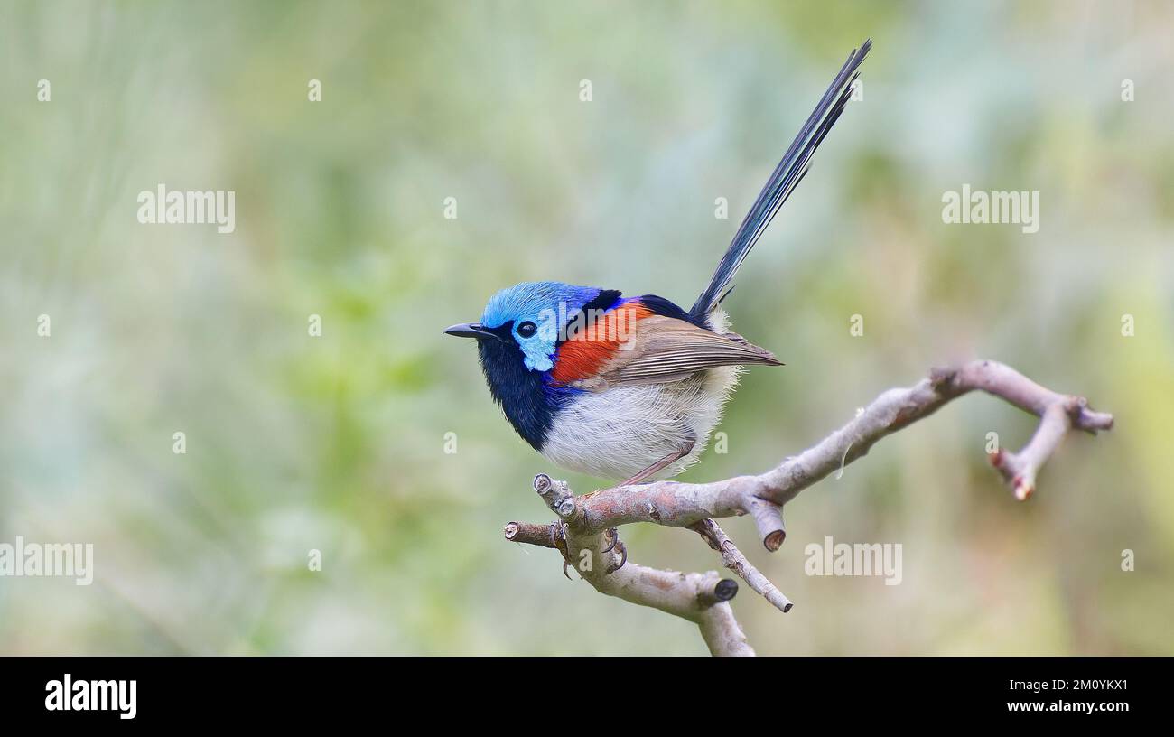 A colorful male Variegated fairy-wren at Redwood reserve, Toowoomba ...