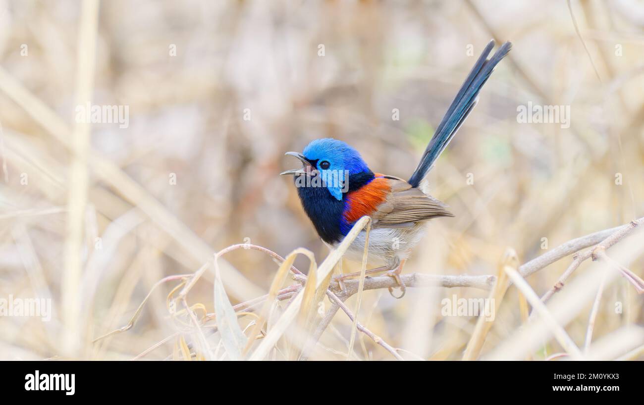 A colorful male Variegated fairy-wren at Redwood reserve, Toowoomba ...