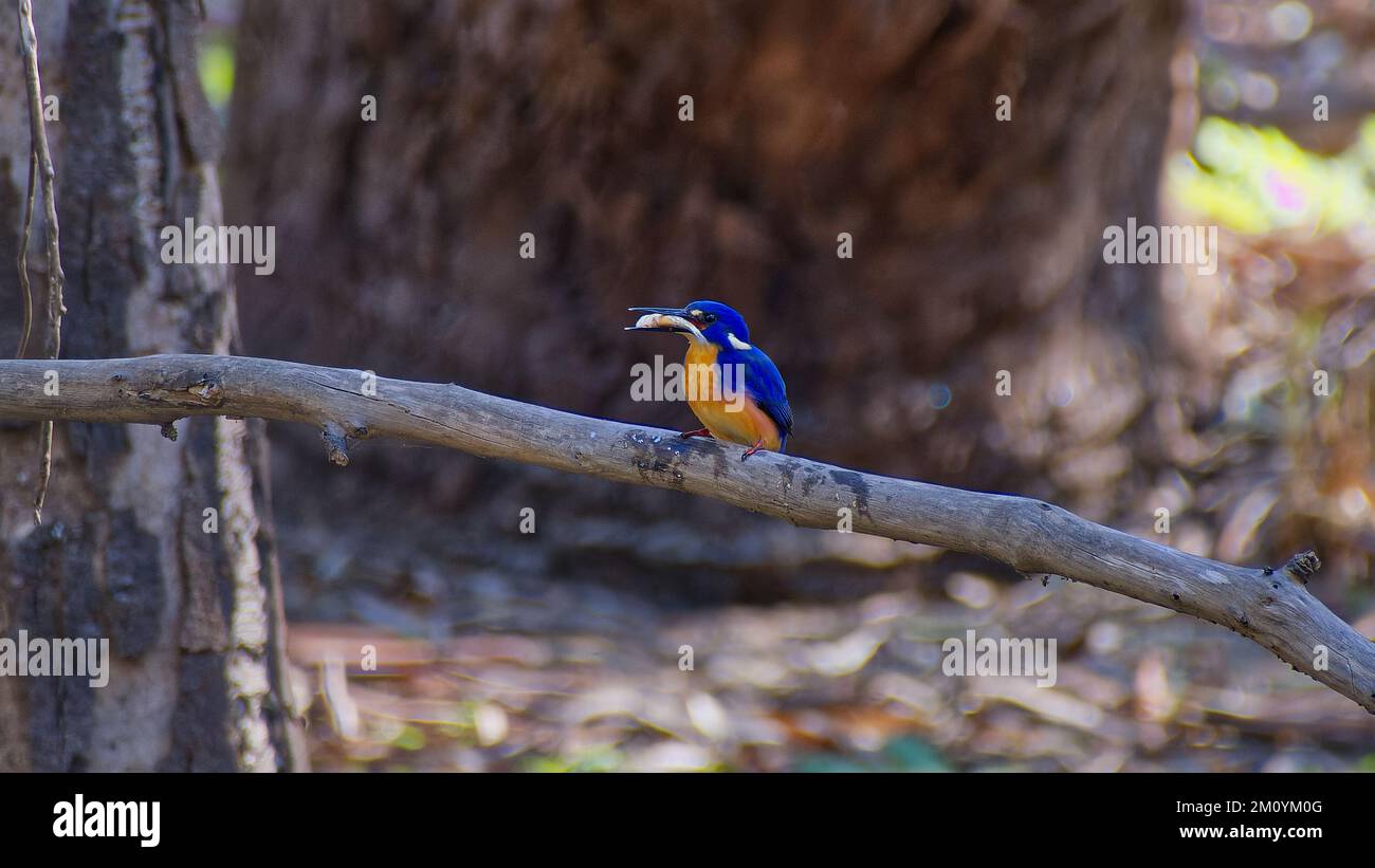 Azure kingfisher with freshly caught fish in bill, perched on stick ...