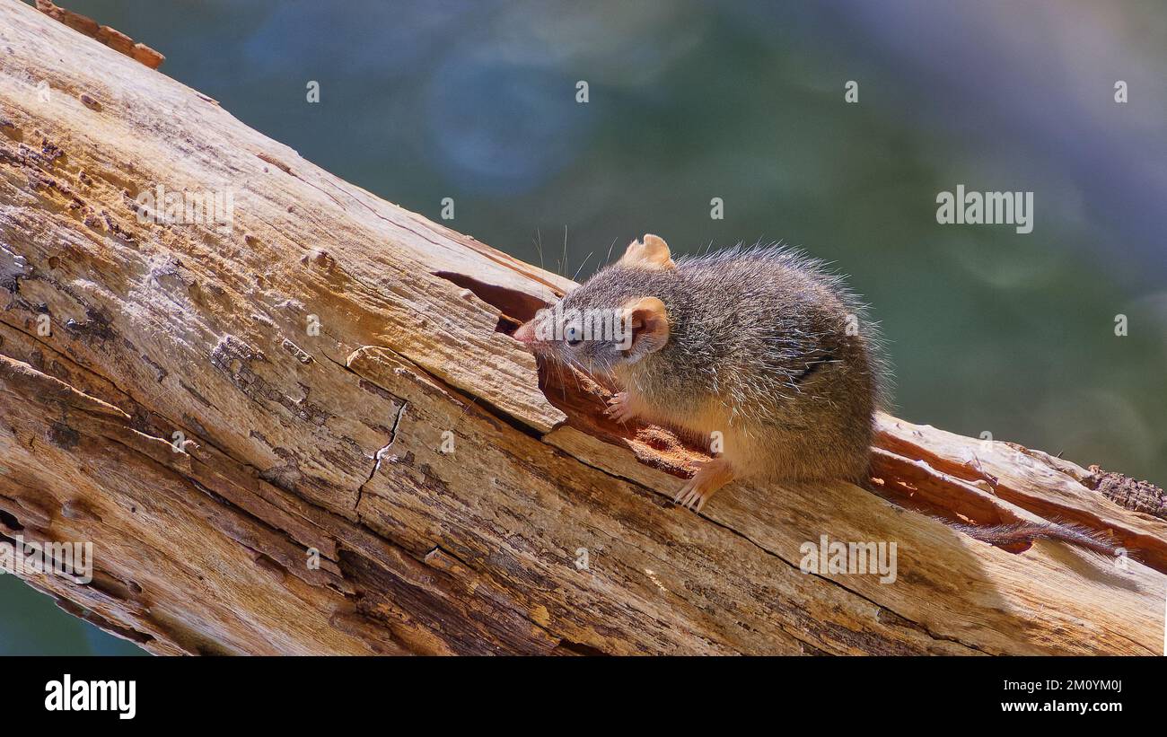 Yellow-footed antechinus small marsupial climbing Eucalypt tree trunk ...