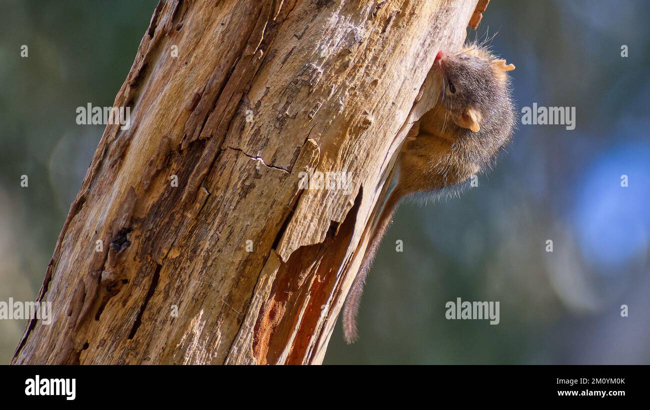 Yellow-footed antechinus small marsupial climbing Eucalypt tree trunk ...