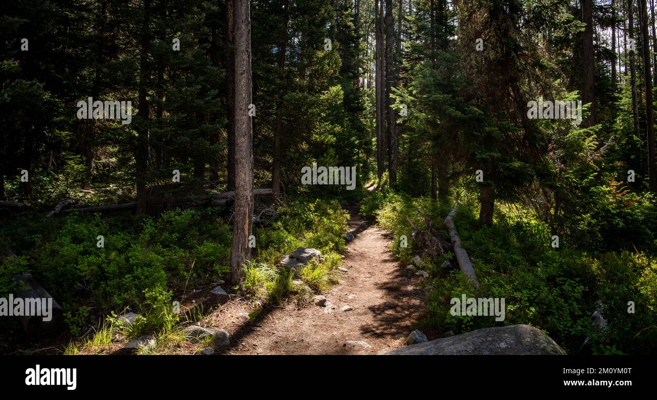 Wilderness hiking trail highlighted by beams of sunlight through a pine ...