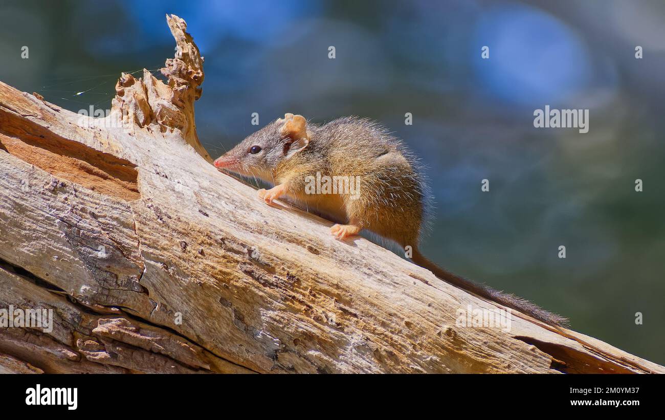 Yellow-footed antechinus small marsupial climbing Eucalypt tree trunk ...