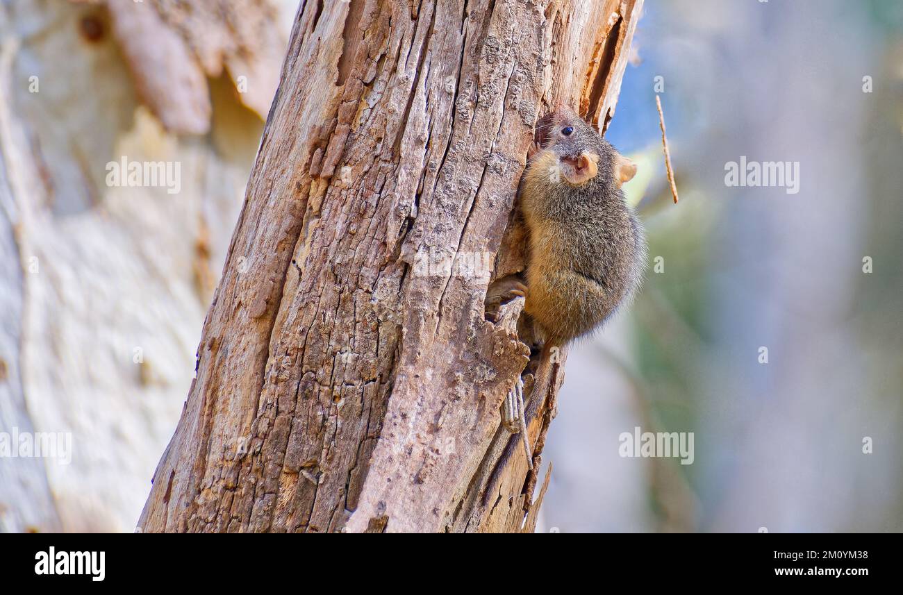 Yellow-footed antechinus small marsupial climbing Eucalypt tree trunk ...