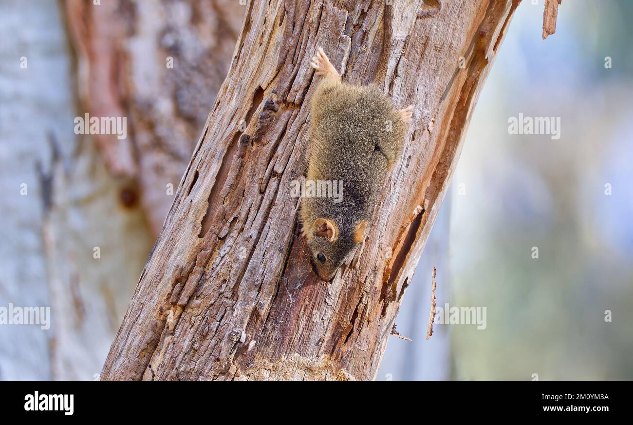 Yellow-footed antechinus small marsupial climbing Eucalypt tree trunk ...