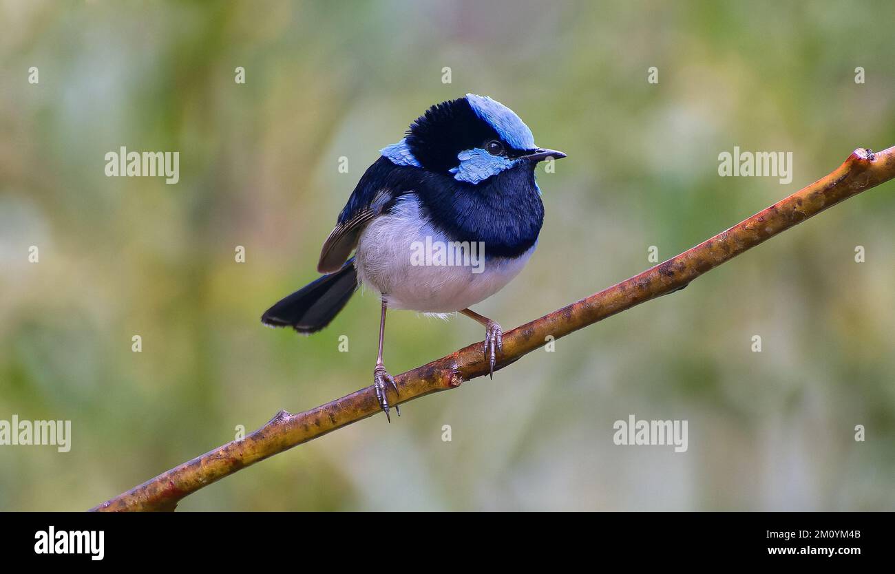 Male Superb fairy-wren blue bird perched on a stick at Warrumbungle ...