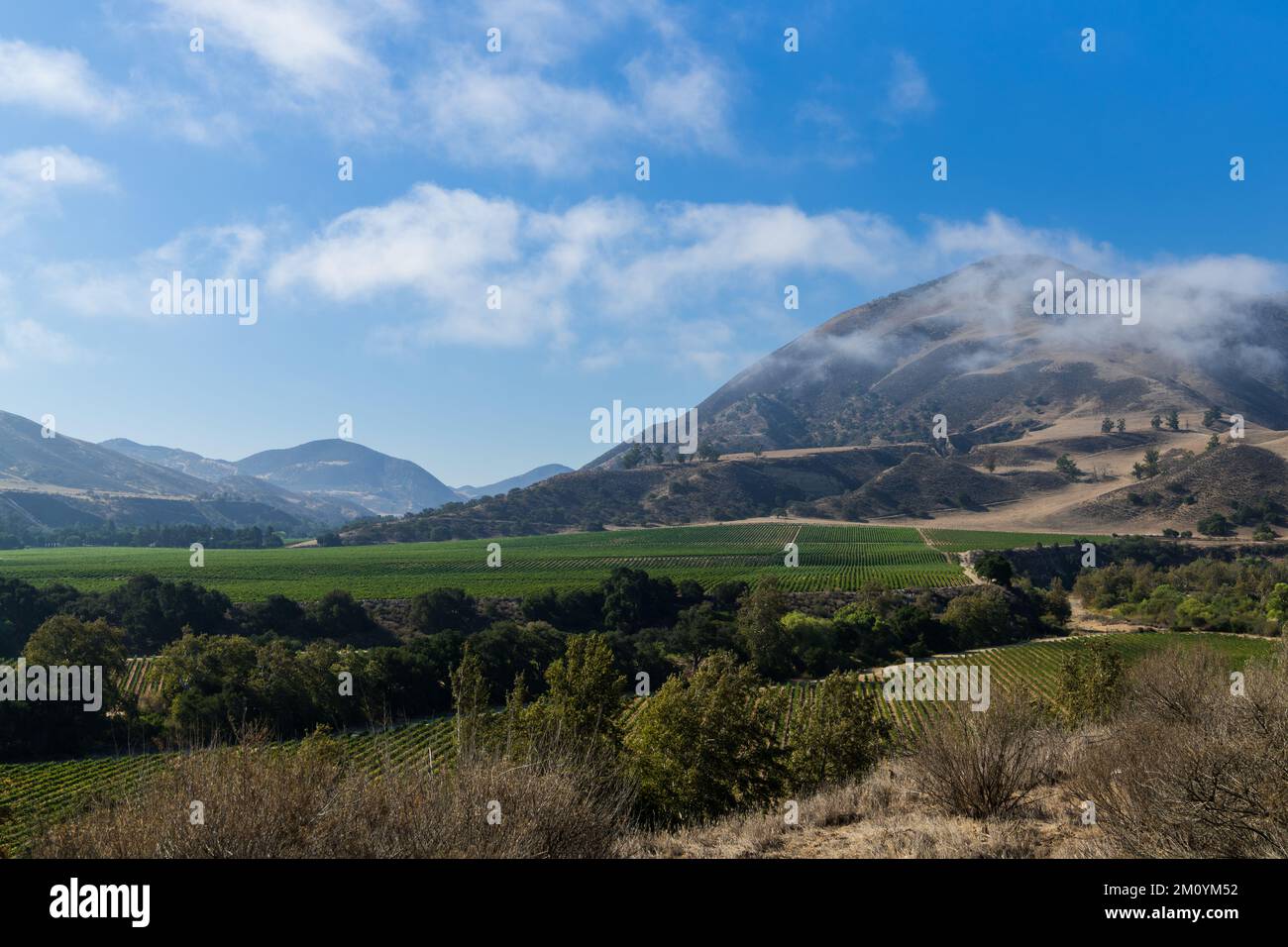 Landscape of vineyards and mountains with clearing fog in the Salinas ...