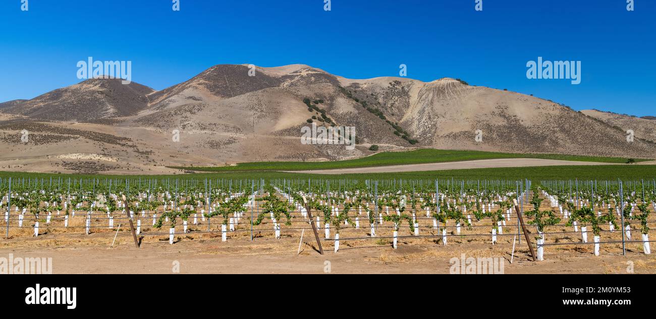 Panorama of green vineyard and grapevines contrasted with brown ...
