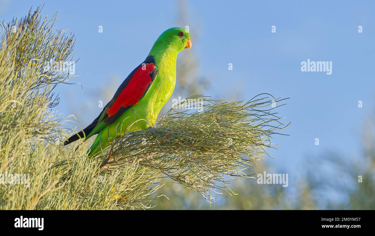 Male Red-winged parrot in late afternoon sunshine with blue sky perched ...