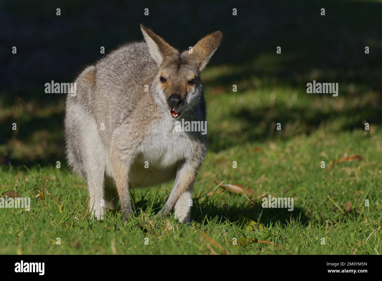 Red-necked or Bennet's wallaby on grass at Bunya Mountains National ...