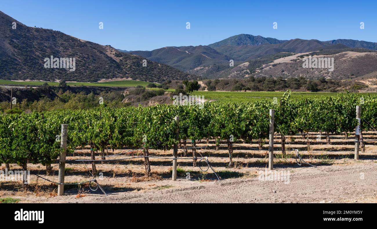 Landscape with grapevines, vineyard, and mountains in Carmel Valley ...