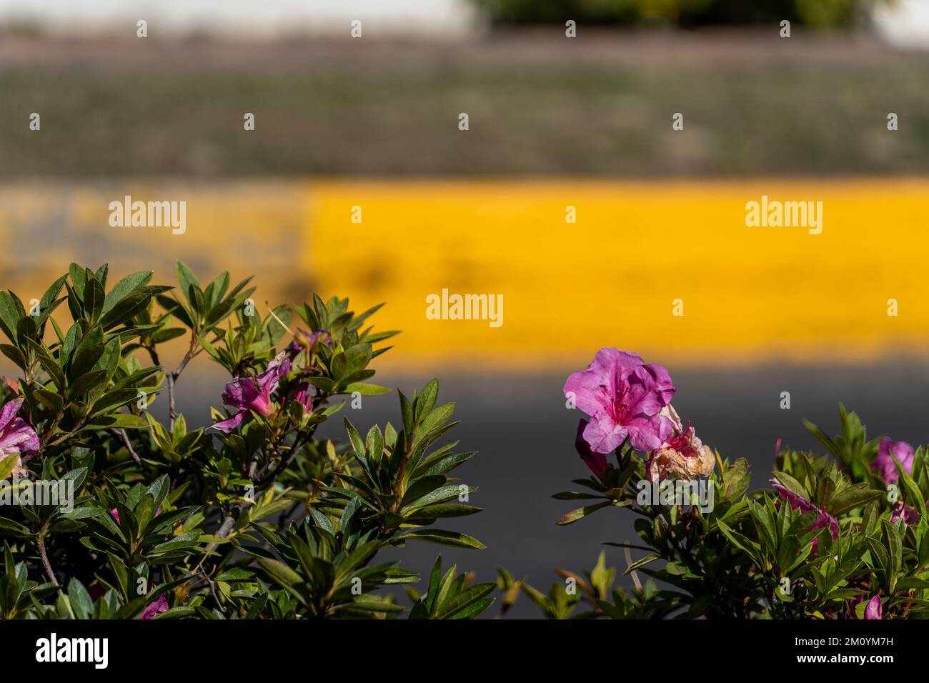 Spring growing flowers and nature that comes alive Stock Photo - Alamy
