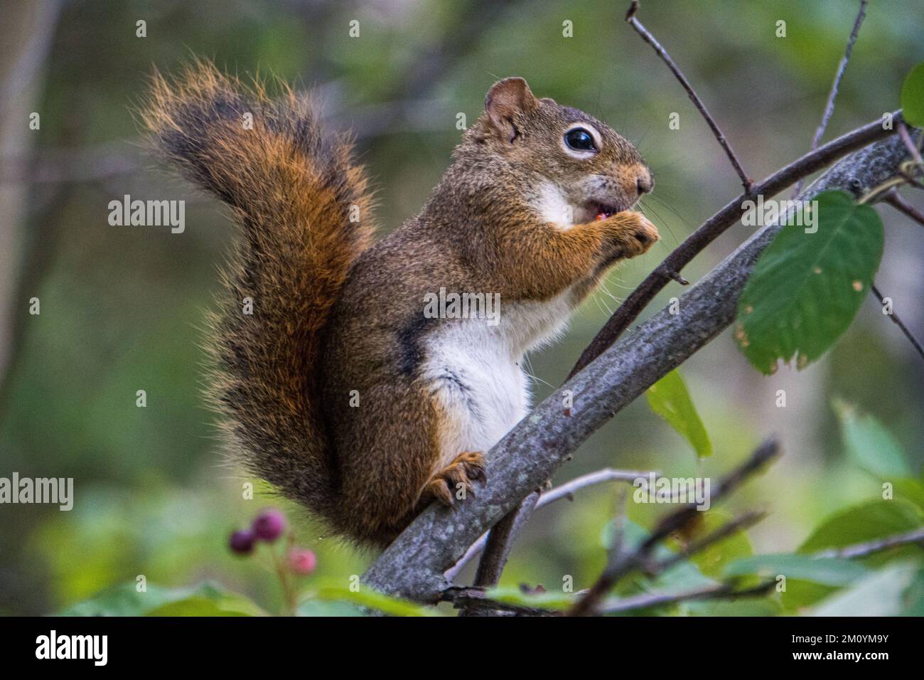 A brown squirrel perching on tree branch Stock Photo - Alamy