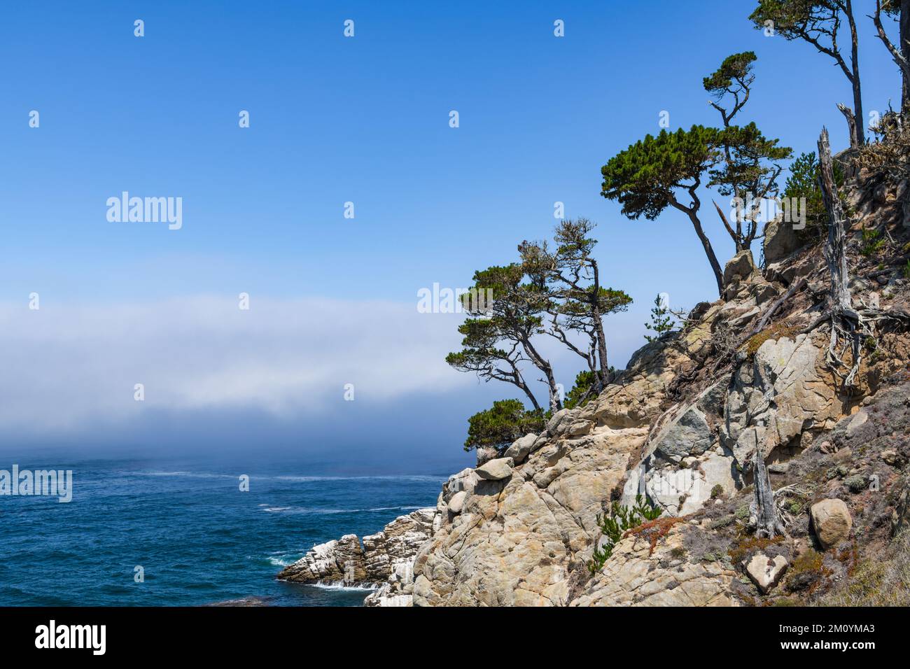 Monterey cypress trees along the top of granite cliffs over the sea at ...