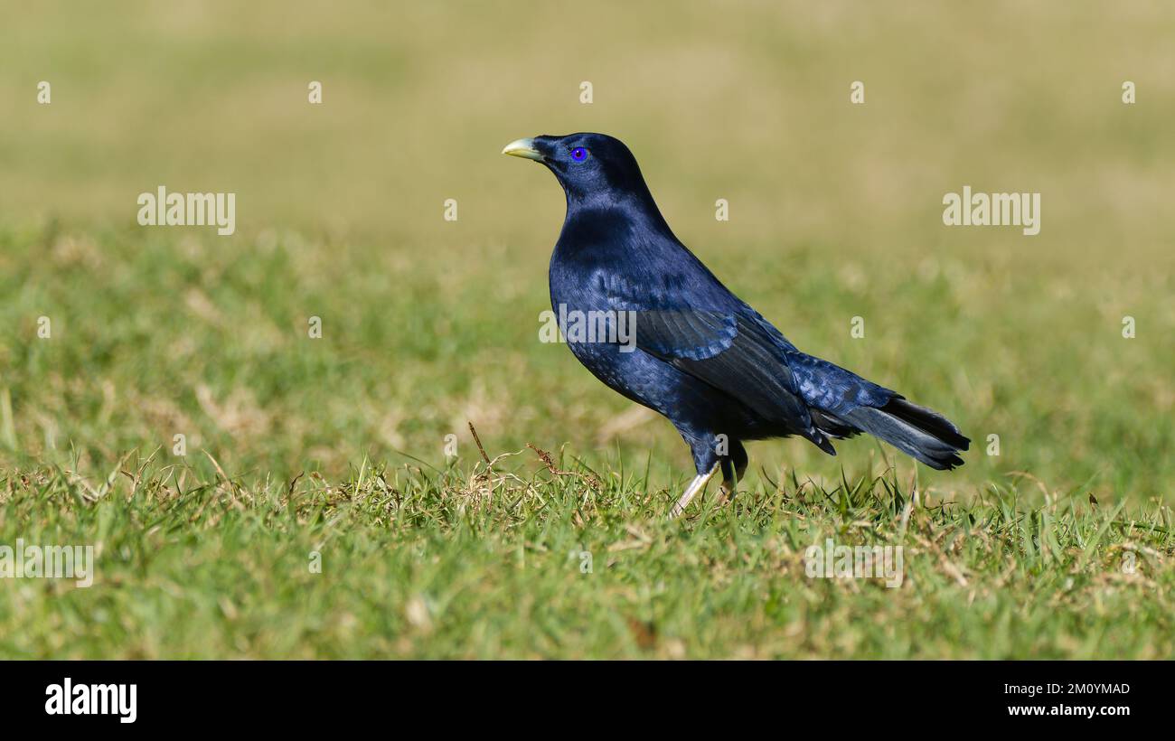 Male Satin bowerbird on grass at Bunya Mountains National Park ...