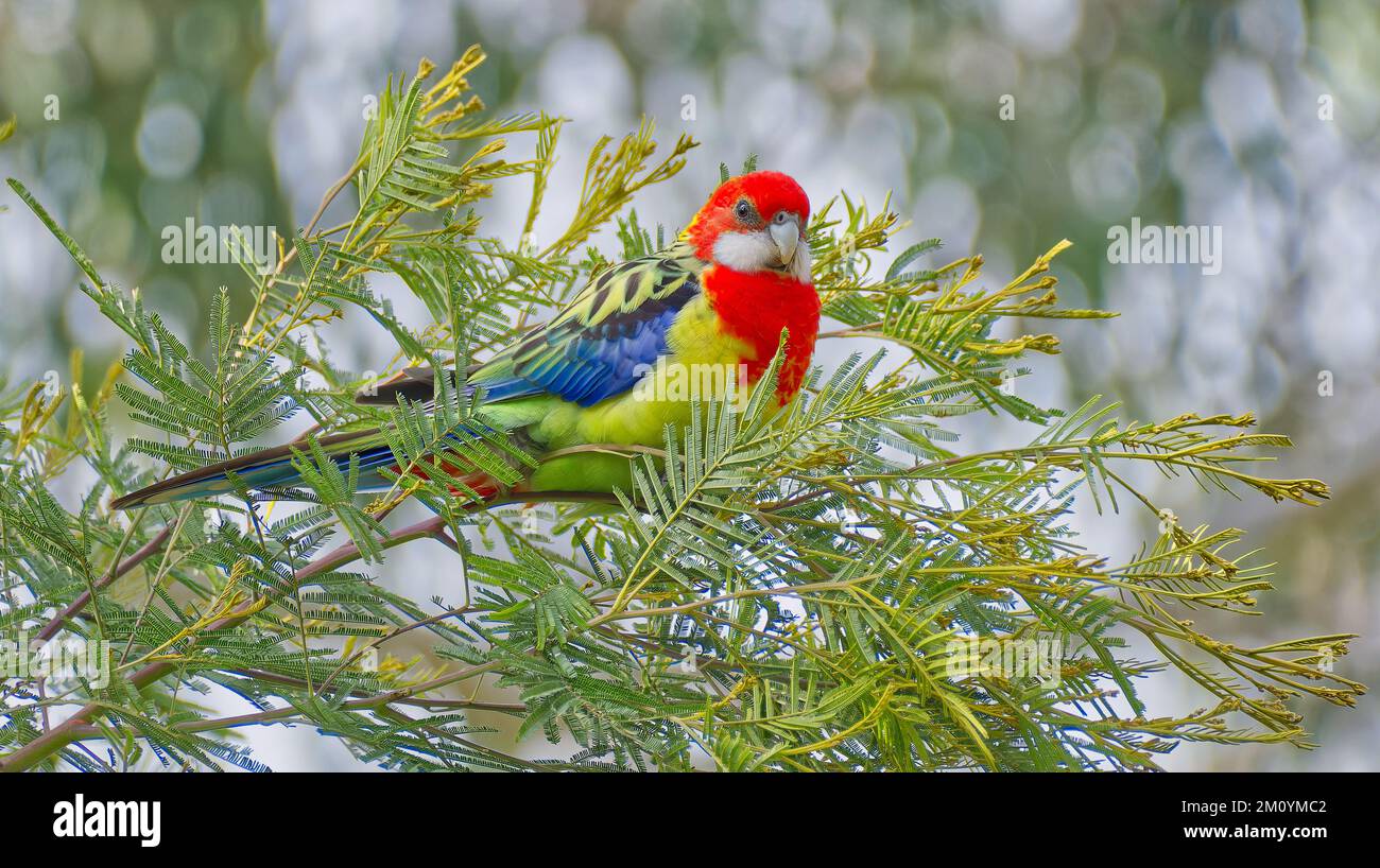 Eastern rosella perched in a leafy Acacia tree at the Canberra botanic ...