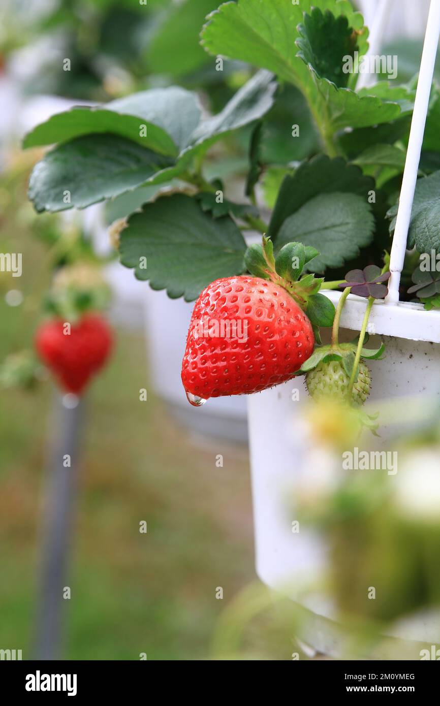 Dahu strawberry farm hi-res stock photography and images - Alamy