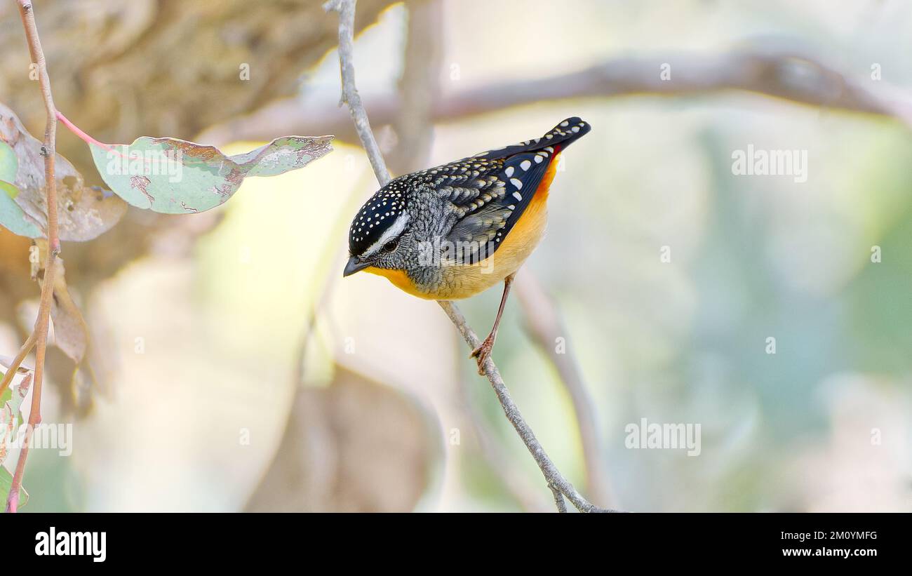 Chiltern Mount Pilot National Park, Wangaratta, Victoria, Australia ...