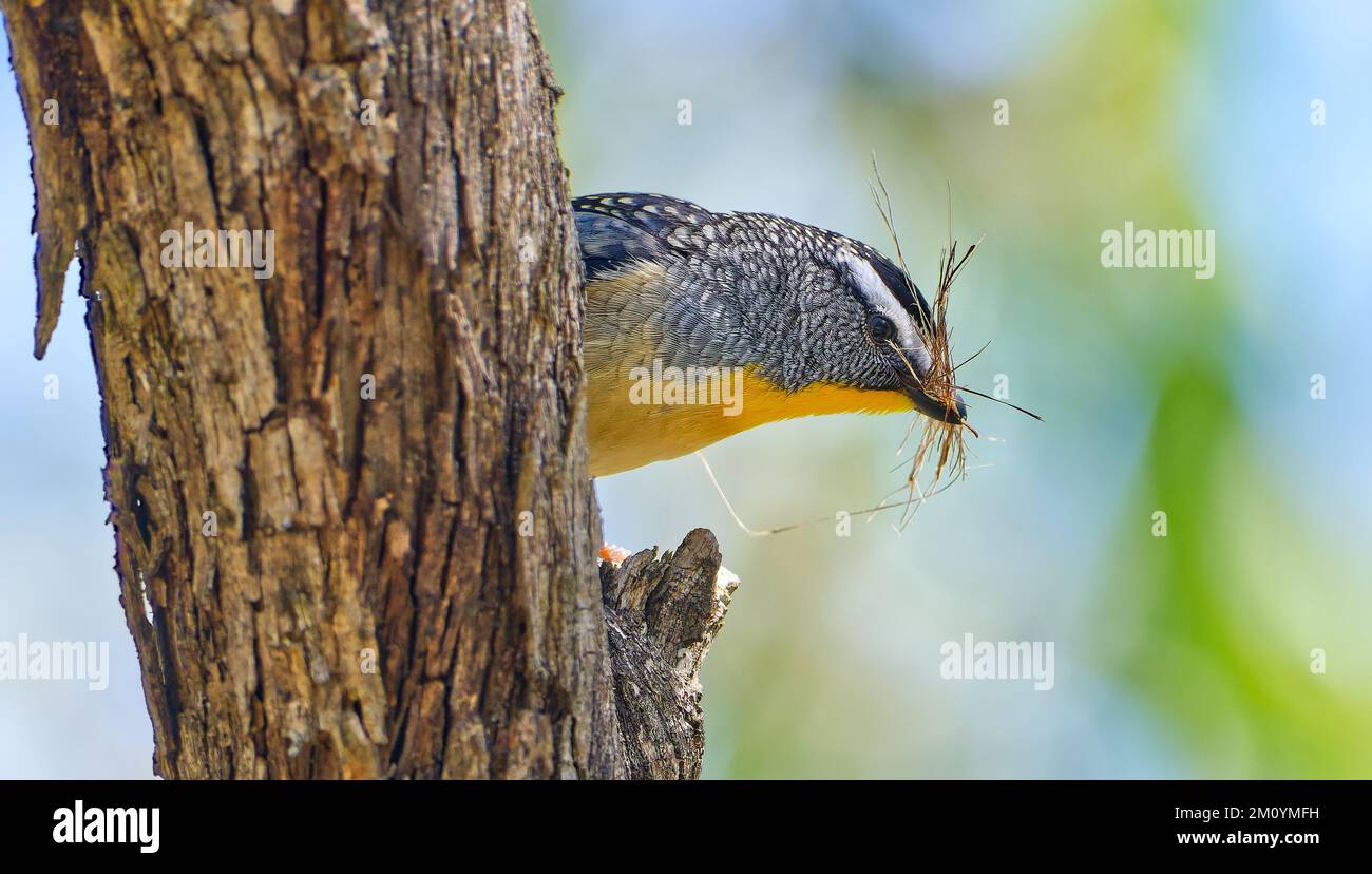 Chiltern Mount Pilot National Park, Wangaratta, Victoria, Australia ...