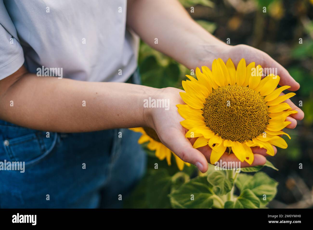 Farmer's hands showing at camera successful bloom of a sunflower while ...