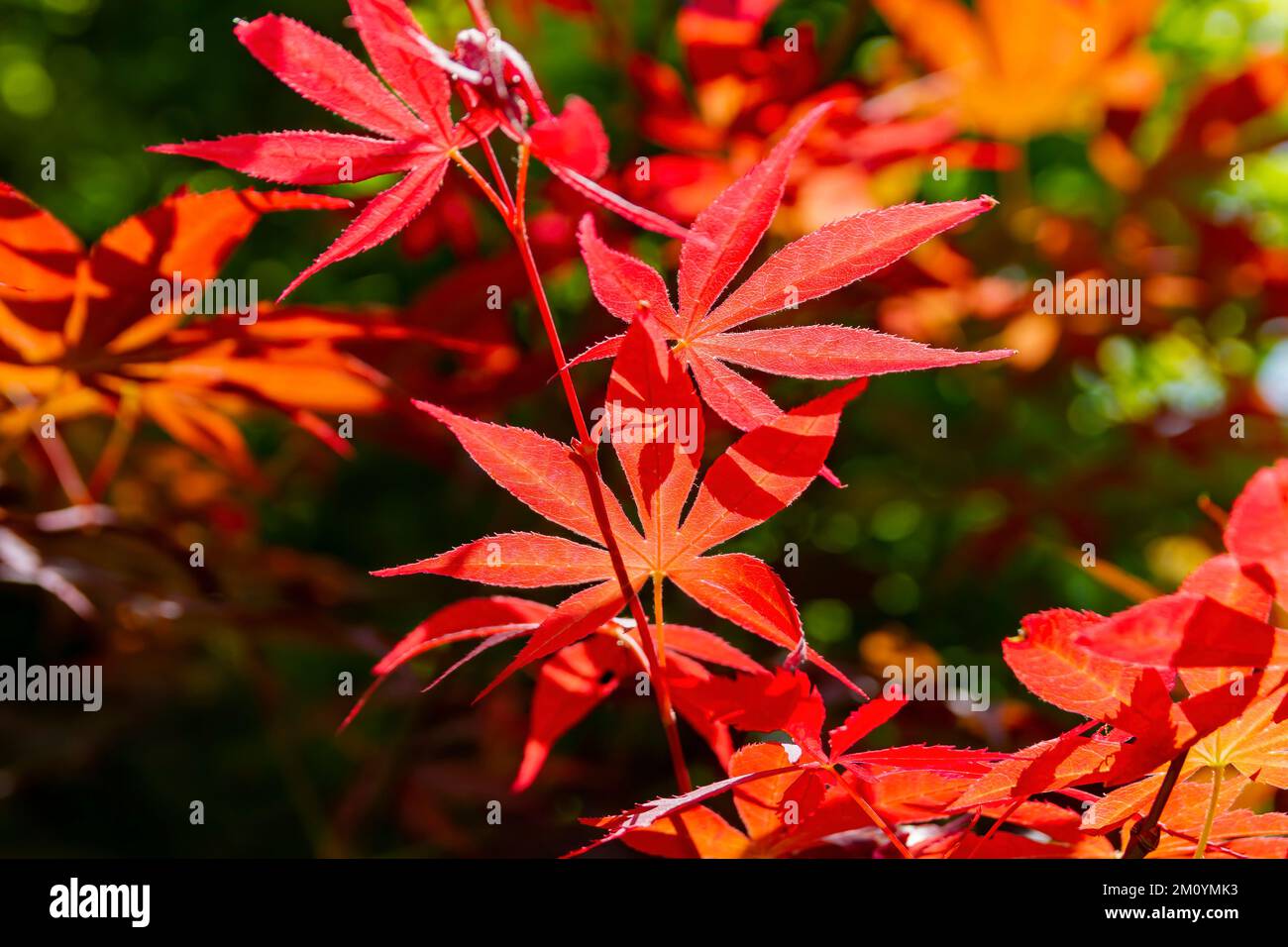 Taipei aowanda hi-res stock photography and images - Alamy