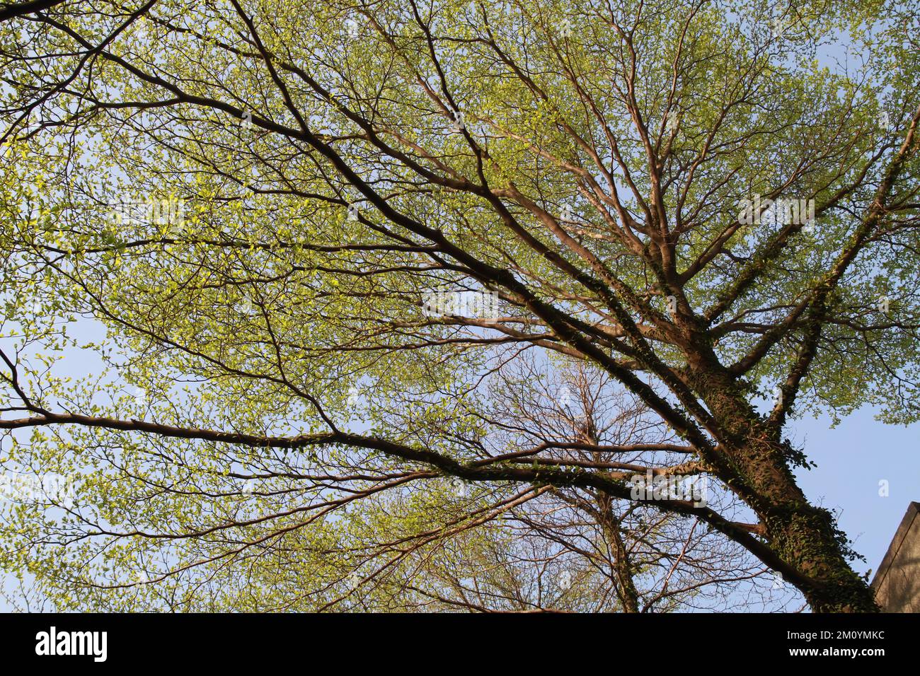 Looking up a tree with many green leaves at Taipei, Taiwan Stock Photo ...