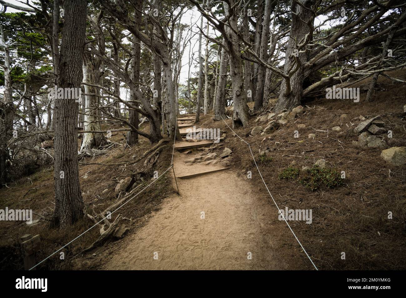 Hiking trail and steps through grove of Monterey cypress trees at Point ...