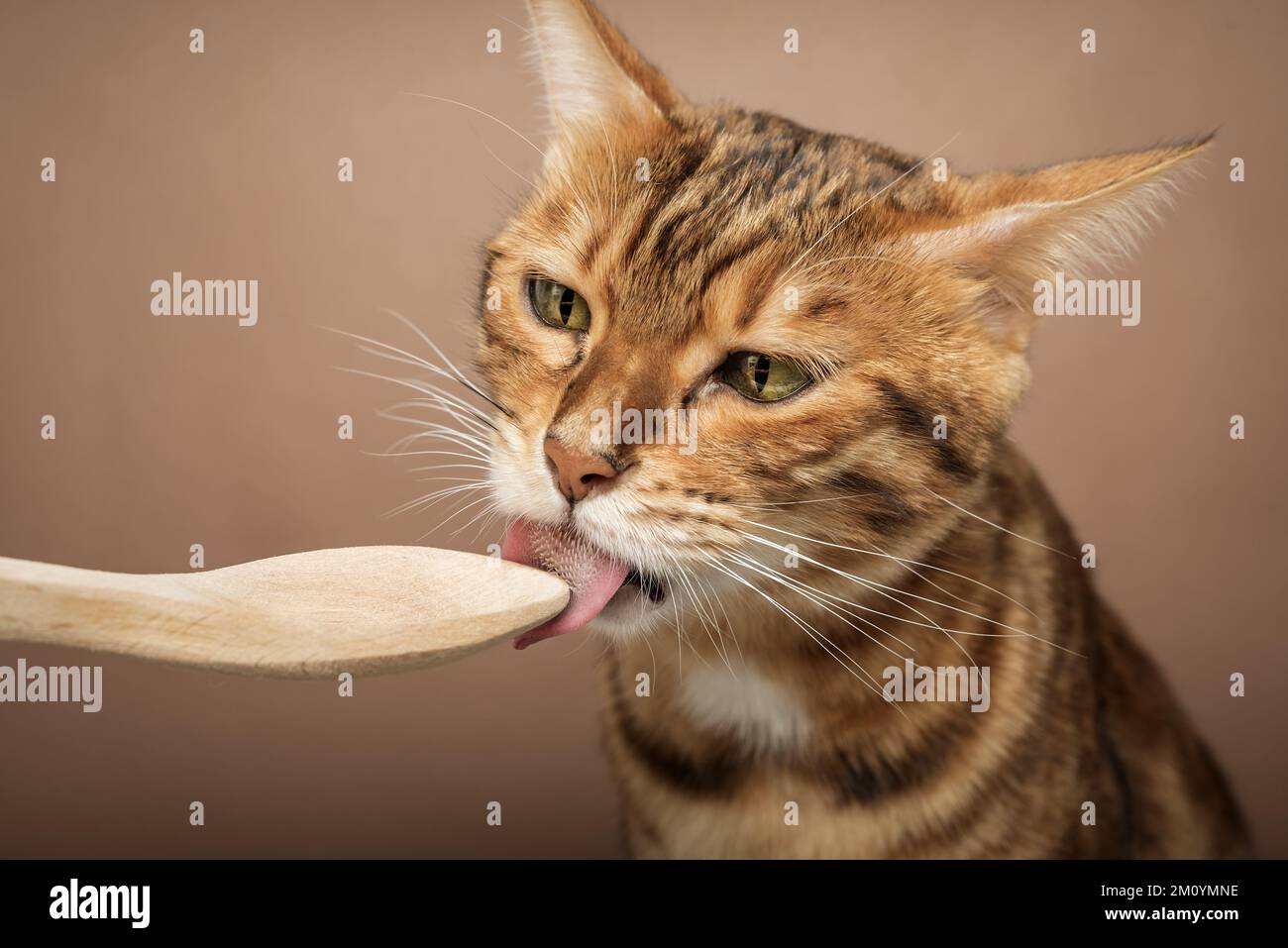 The owner feeds a cute cat from a wooden spoon. The pet is isolated on ...