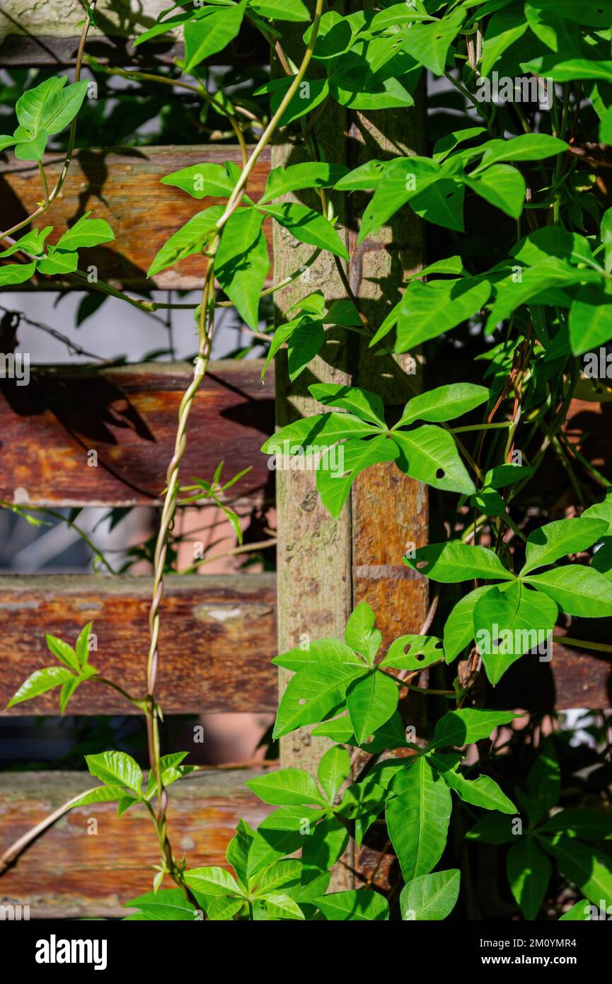 Close up shot of green vine plants at Taiwan Stock Photo - Alamy