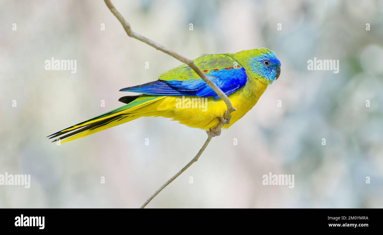 Turquoise parrot, colorful Australian native bird, blue and yellow ...
