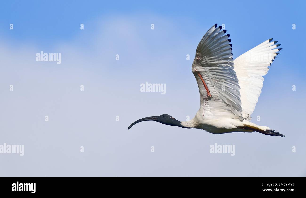 An Australian white ibis with curved bill flying through a sunny sky ...