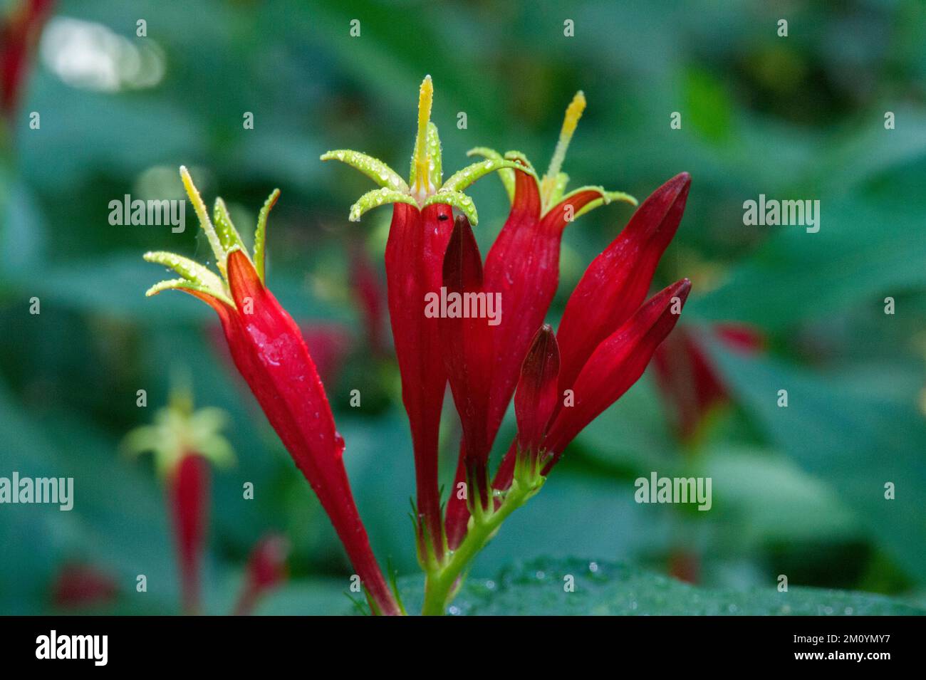 Indian Pink (Spigelia marilandica) at the Cheekwood botanical gardens ...