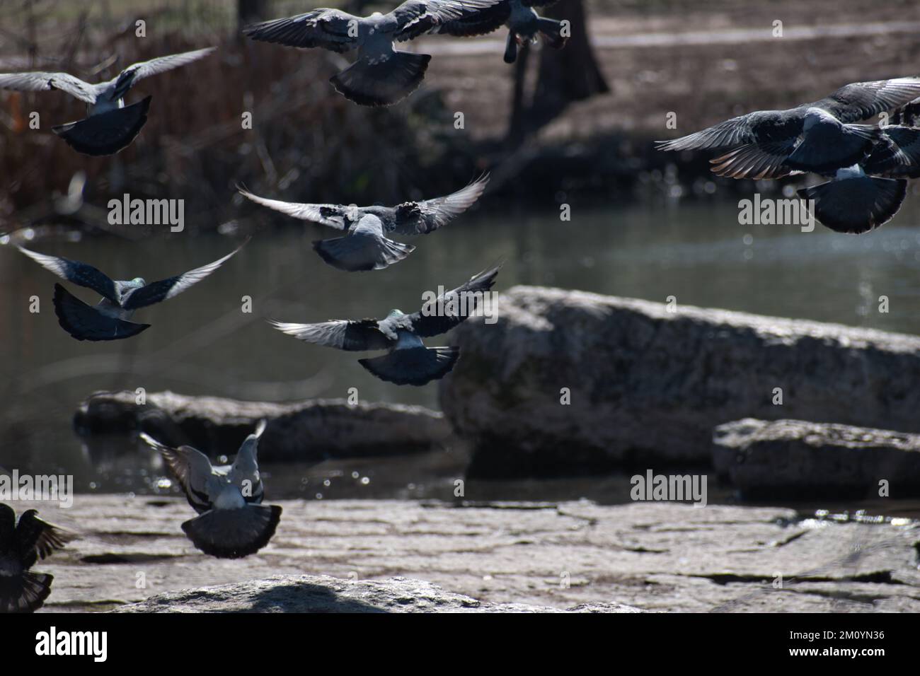 A view of flock of pigeons during flight Stock Photo - Alamy
