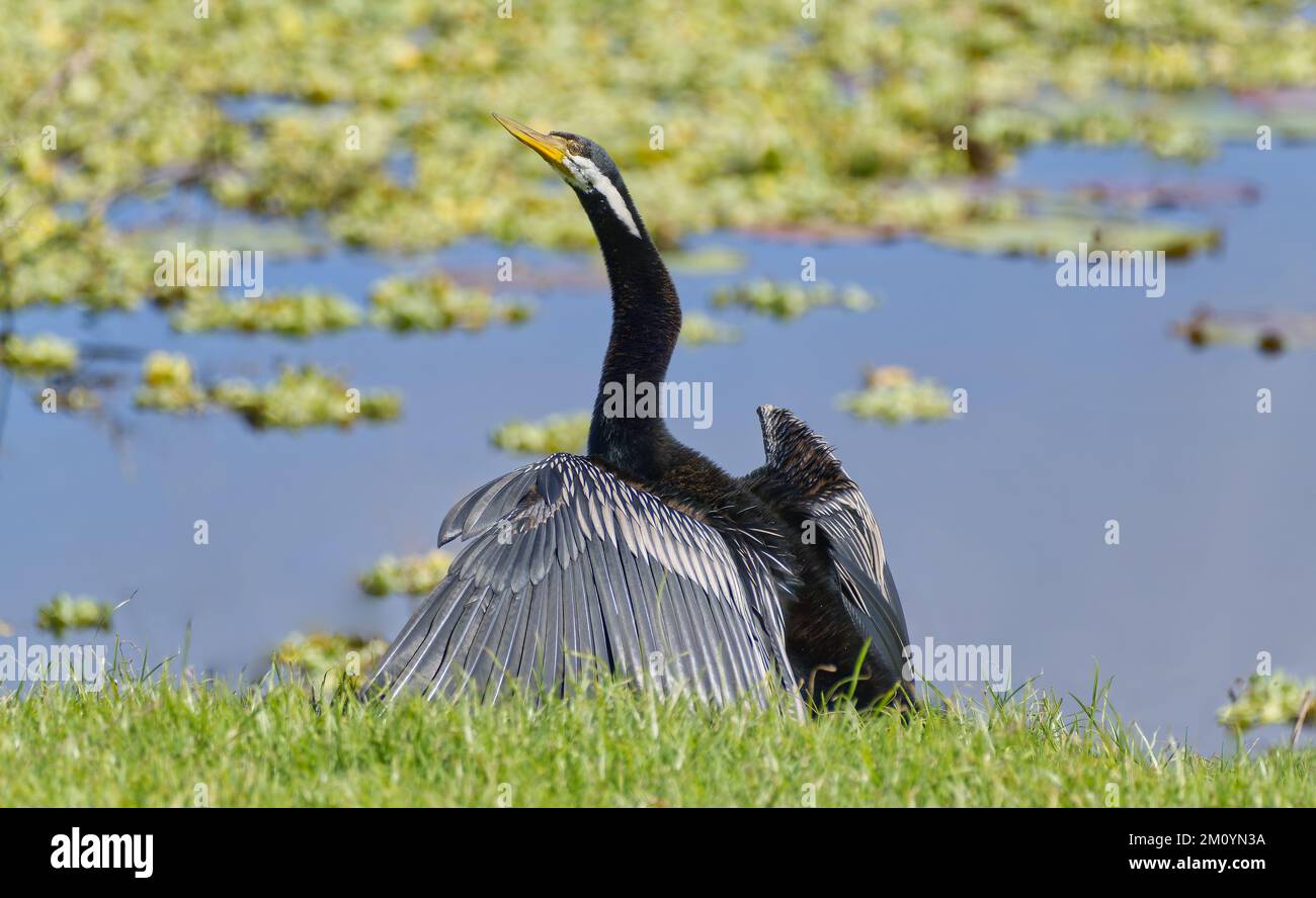 Waterbird Australasian darter drying out spread wings in the sun beside ...