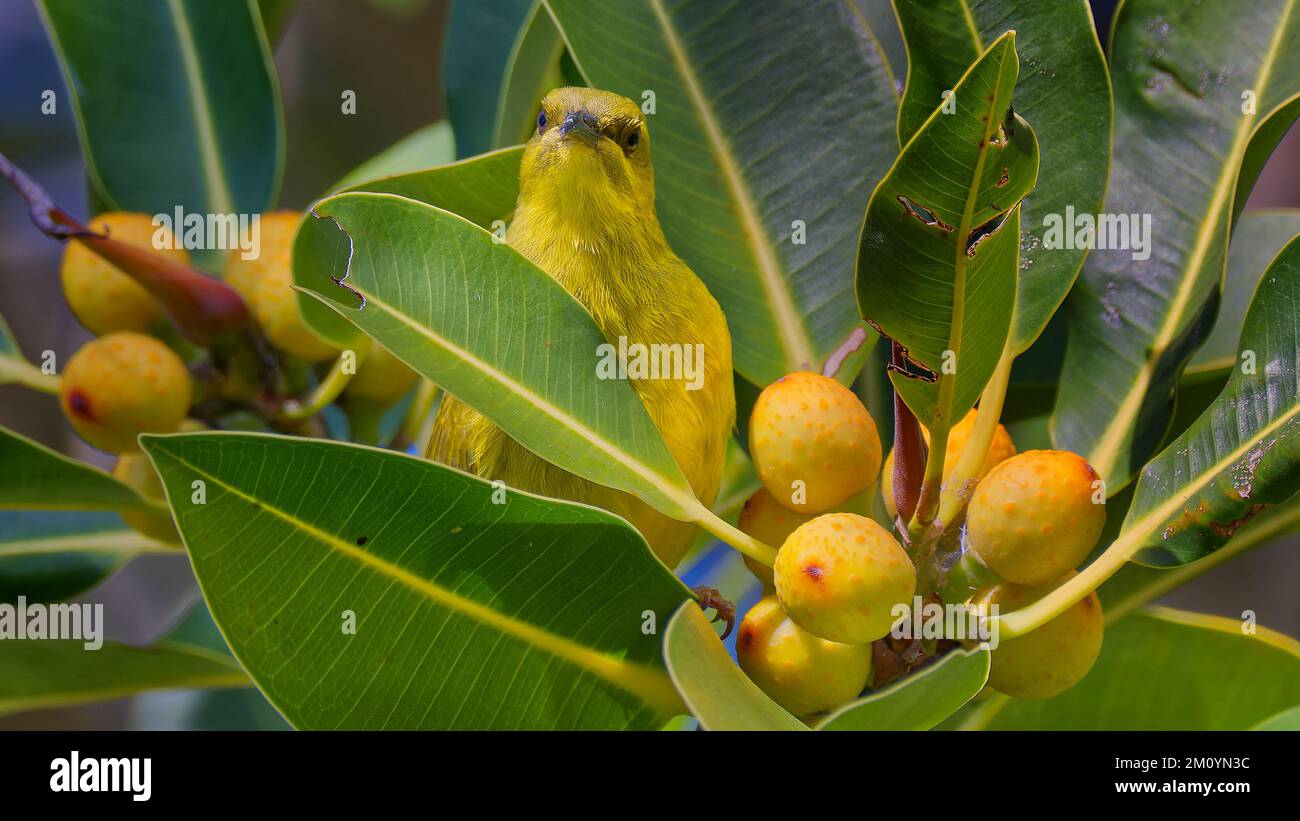 A nectar feeding Yellow honeyeater peering out of dense fig leaves ...