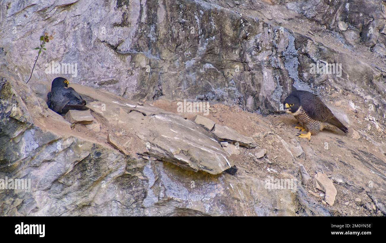 Male and female Peregrine falcons nesting on sheer cliff face at Mount ...