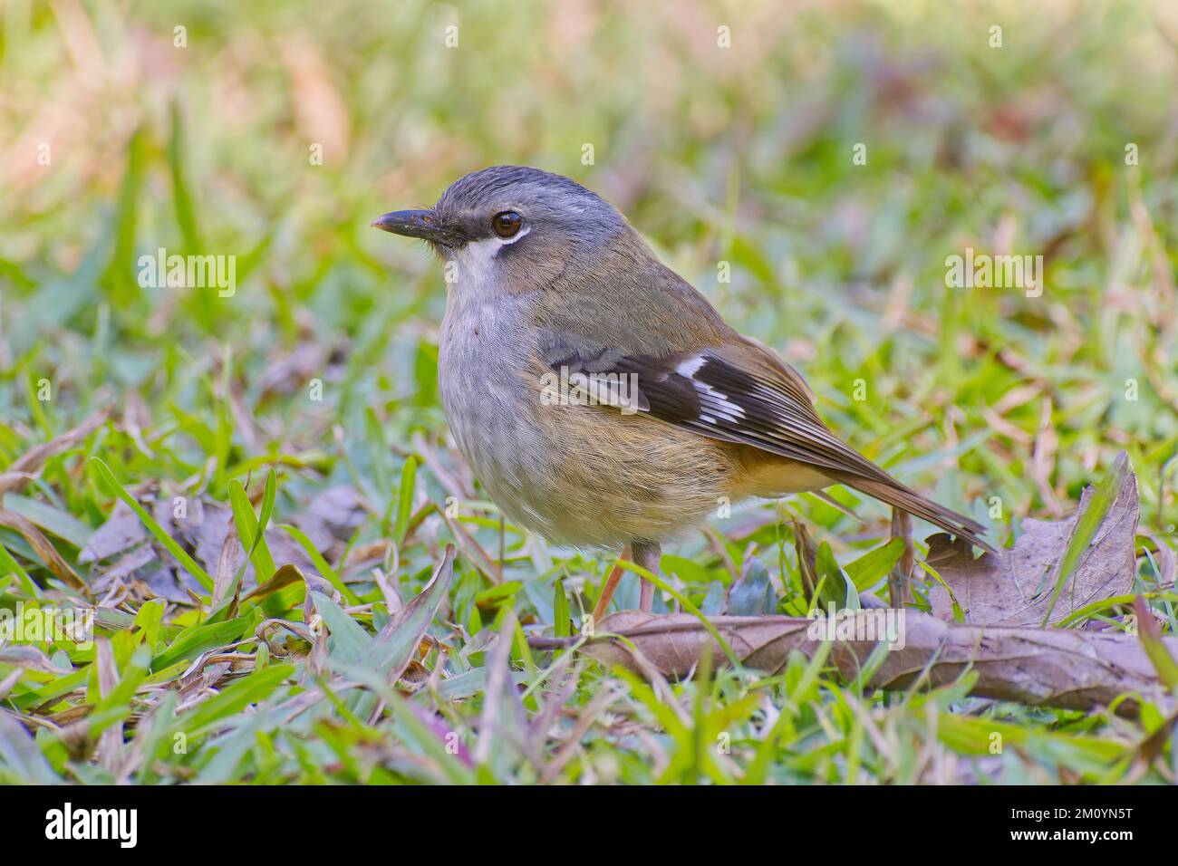 Grey headed robin on grass at Hypipamee National Park, Atherton ...