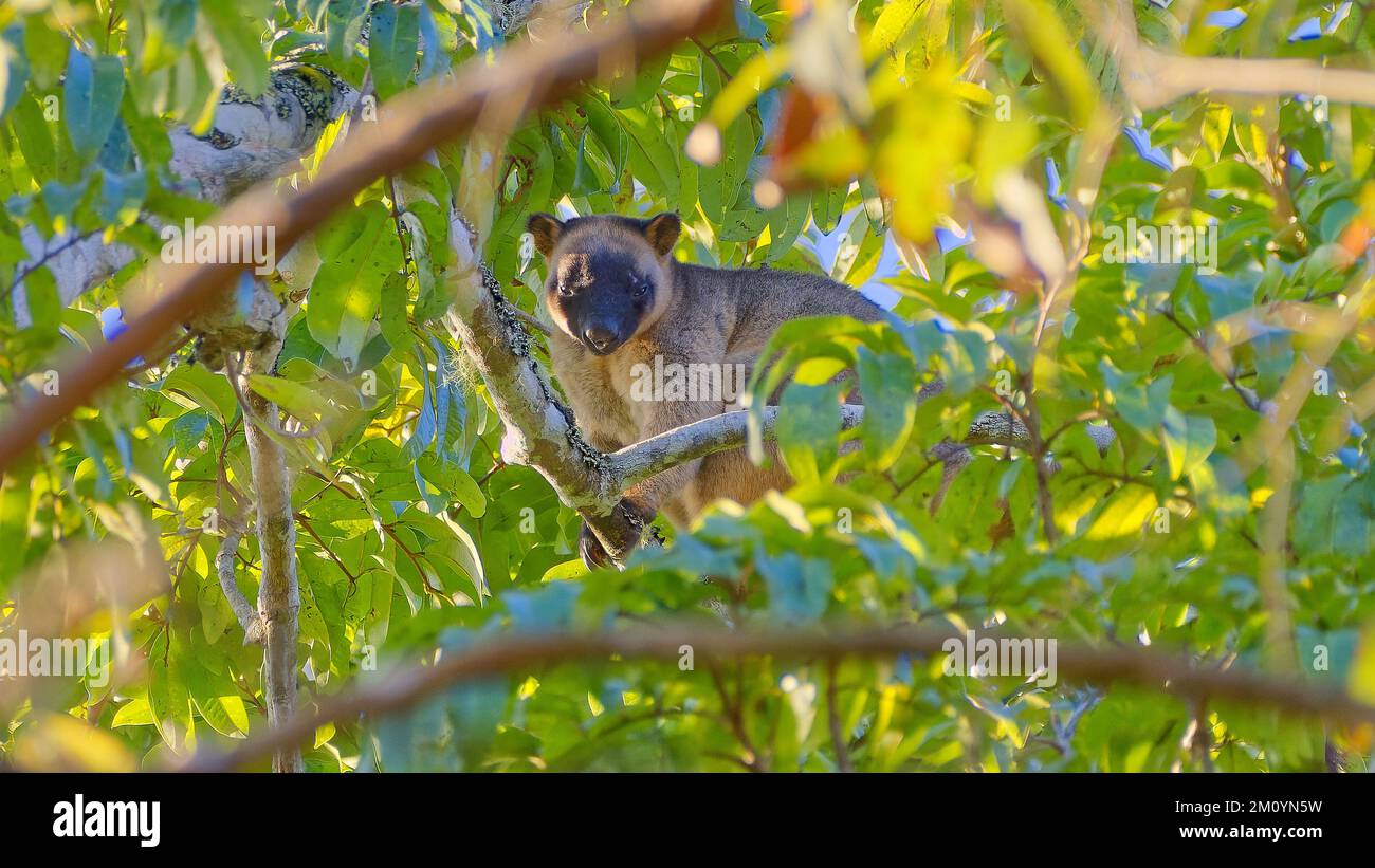 Leichhardt tree kangaroo in tropical leafy tree at Yungaburra, Atherton ...