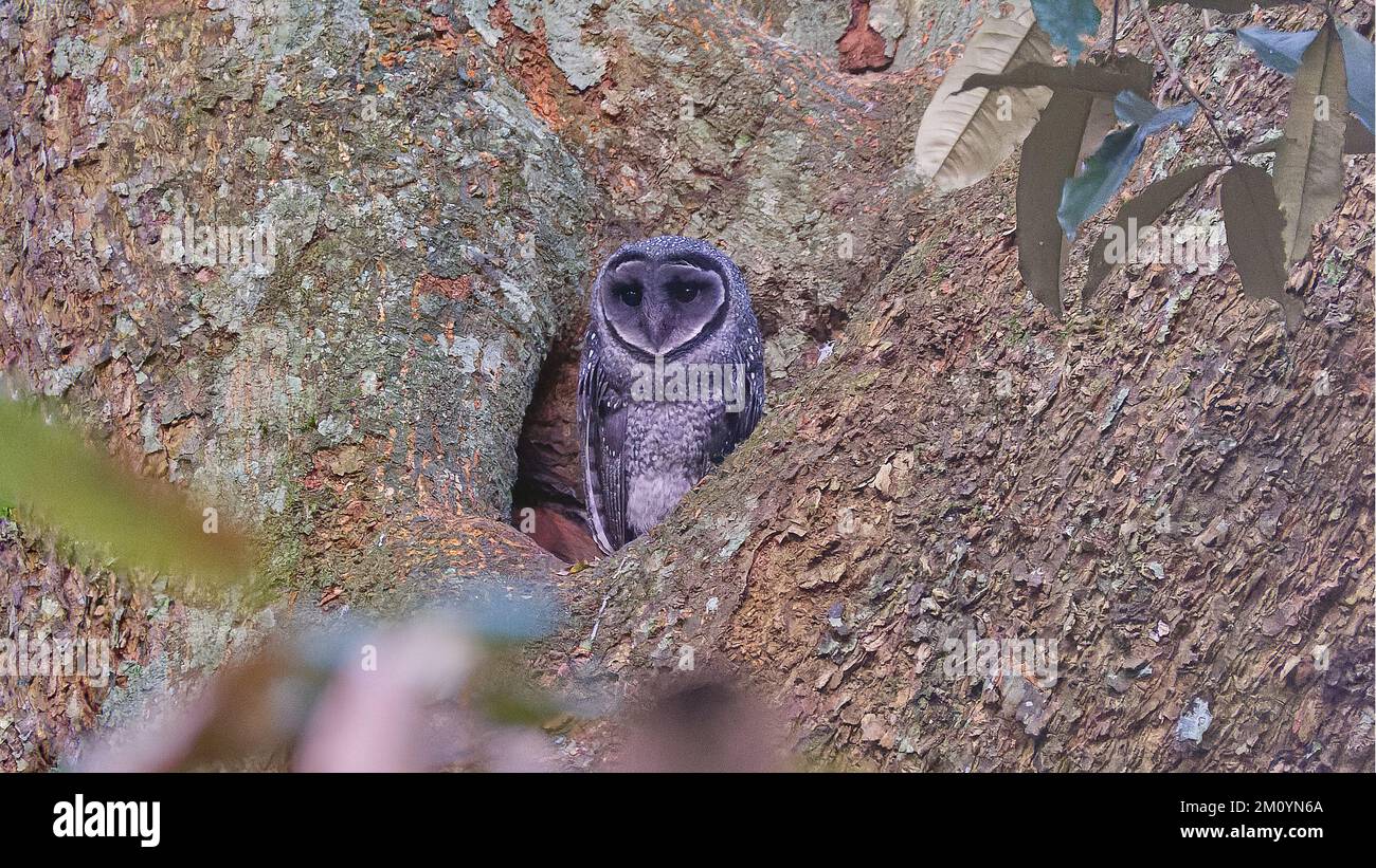 Lesser sooty owl emerging from nest hollow at night in Curtain Fig ...