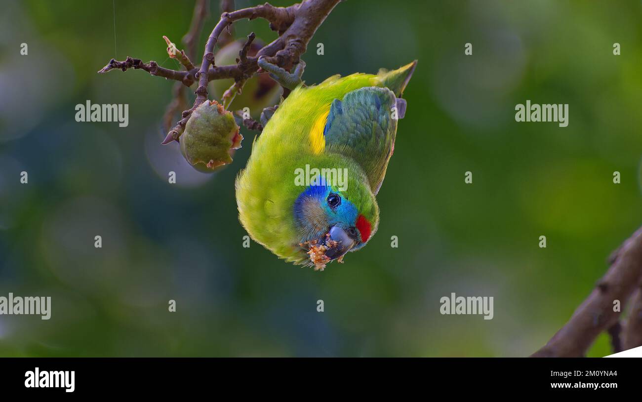 Female Double eyed fig parrot eating figs Atherton Tablelands Julatten ...